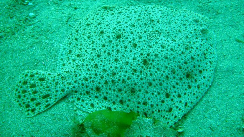 Il rombo è uno dei pesci più nobili per il gusto della sua stupenda carne.