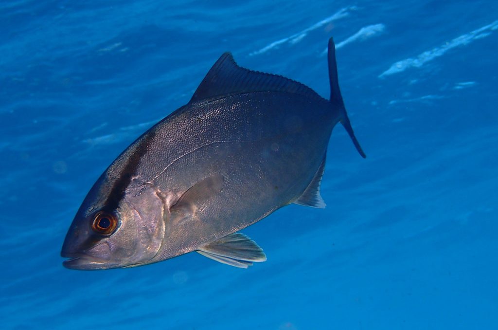 La ricciola è un pesce stupendo con delle qualità meravigliose