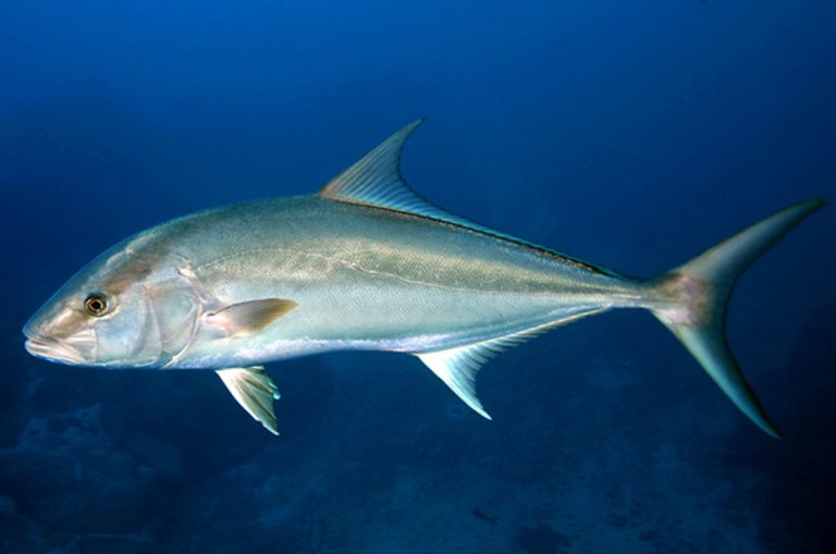 La ricciola è un pesce stupendo con delle qualità meravigliose