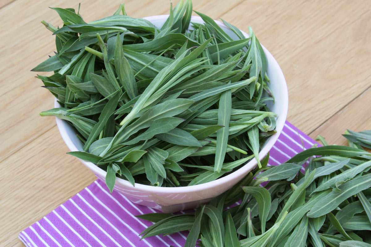 I carletti sono una pianta spontanea straordinaria ideale per ricette