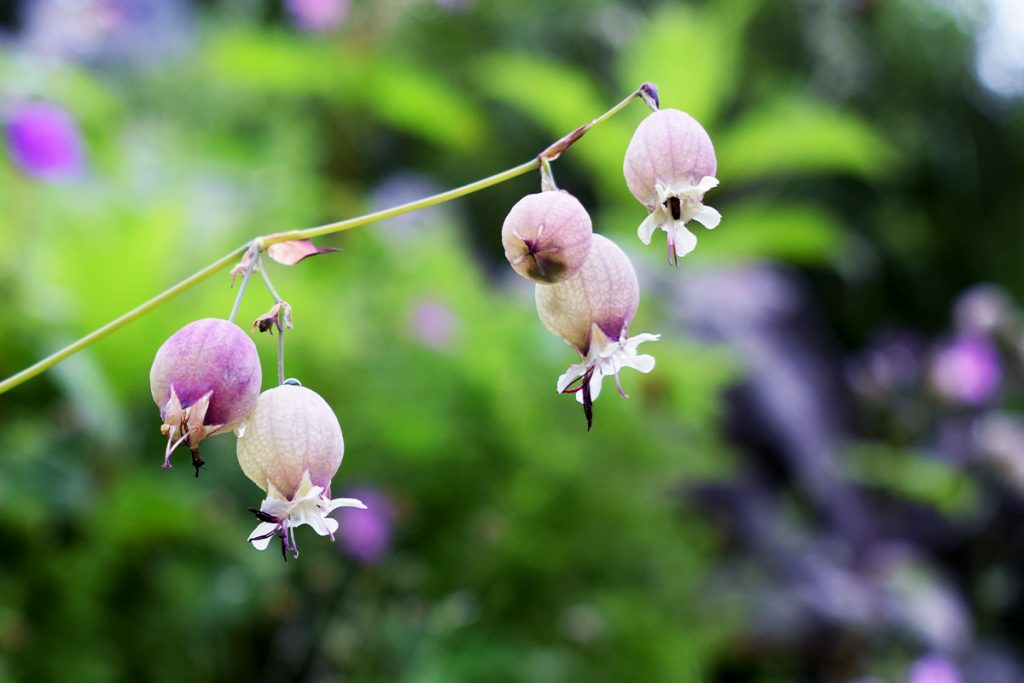 I carletti sono una pianta spontanea straordinaria ideale per ricette