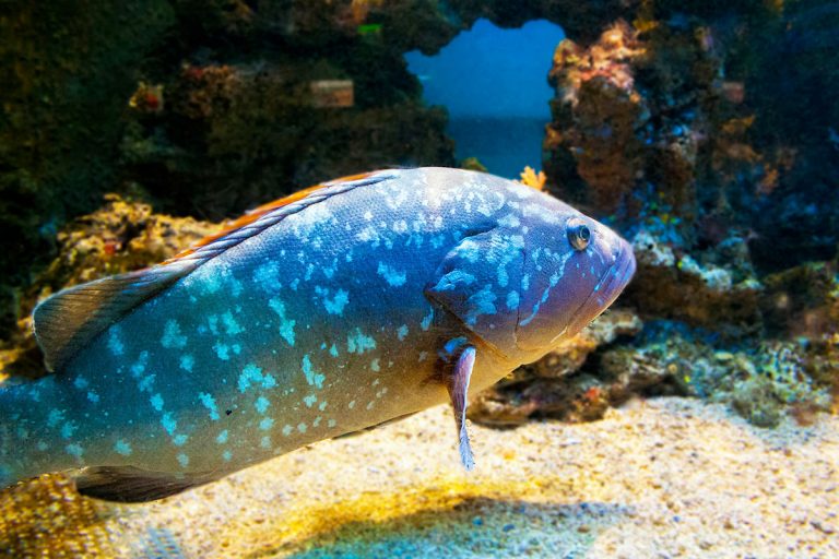 La cernie è un pesce dalle carni magre squisite ideali per una dieta sana